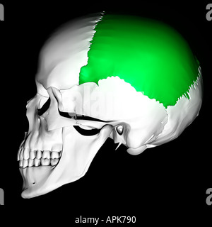 Parietal Bone highlighted on human skull Stock Photo - Alamy
