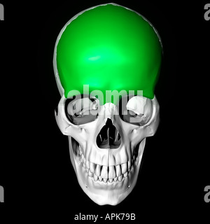 Frontal Bone highlighted on human skull Stock Photo - Alamy