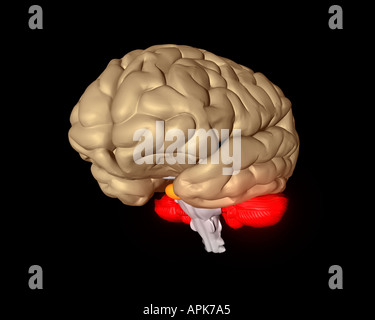 Cerebral Part Of Brain Highlighted Red Stock Photo - Alamy
