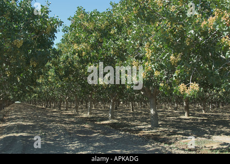 California Central Valley pistachio nut tree orchard Stock Photo - Alamy