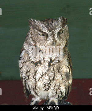 Close-up of the face of a predatory western tiger beetle, Cicindela ...