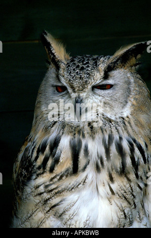 Siberian xturks eagle owl Bubo bubo Sibiricus turkomanus Stock Photo ...