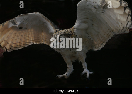 Siberian xturks eagle owl Bubo bubo Sibiricus turkomanus Stock Photo ...