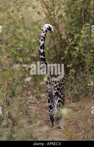 View of Leopards tail Panthera pardus Elephant Plains Sabi Sands ...