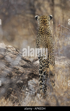 Leopard, Panthera pardus, from Samburu, Kenya Stock Photo - Alamy