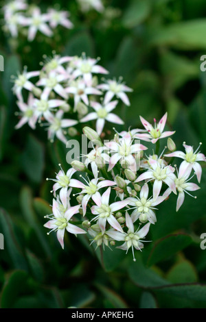 The succulent plant crassula blue bird - kind of crassula home plant ...