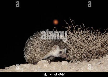 North African Desert Hedgehog, desert hedgehog (Paraechinus aethiopicus ...