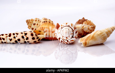 Shells against white background with inverted reflection Stock Photo ...