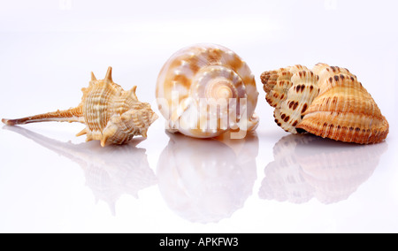 Shells against white background with inverted reflection Stock Photo ...