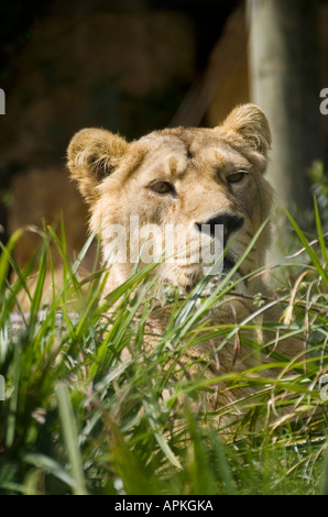 Asiatic lioness (Panthera leo persicus) at Cotswold Wildlife Park ...