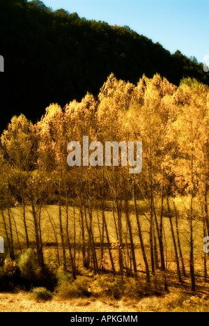 Populus trees forest near Alcalá de la Selva. Gudar - Javalambre ...