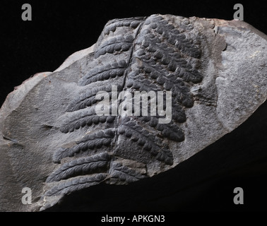 Fossil fern. Fossilised frond (leaf) of an unidentified fern from the ...