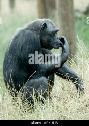 Chimpanzee sitting down Stock Photo - Alamy