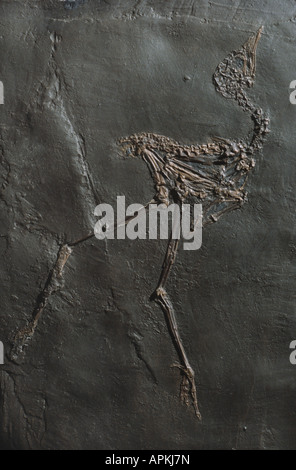 Fossil Messel Rail (Messelornis cristata), imprint or replica, Eocene ...