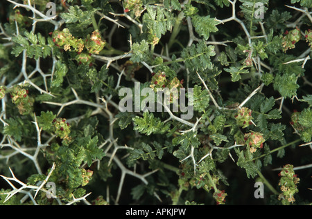 Close-up view of Sarcopoterium spinosum, flowering perennial bush of ...