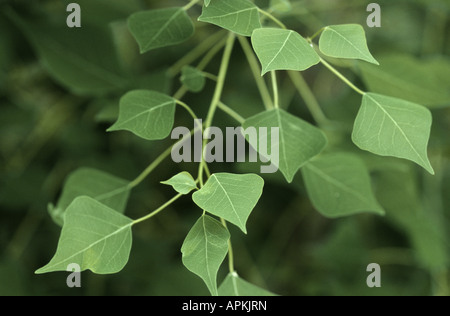 Sapium sebiferum,Chinese tallow tree, popcorn tree Stock Photo - Alamy