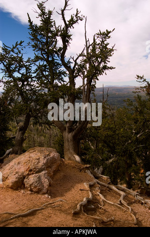 Bristlecone pine tree in desert Stock Photo - Alamy