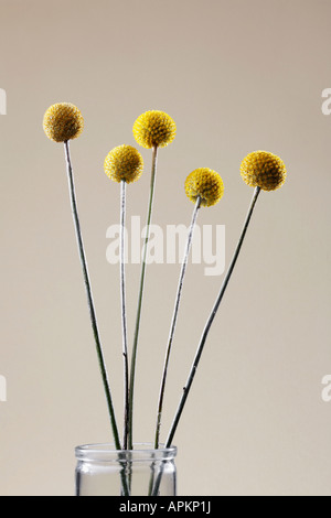 Yellow ball-shaped flowers Stock Photo - Alamy