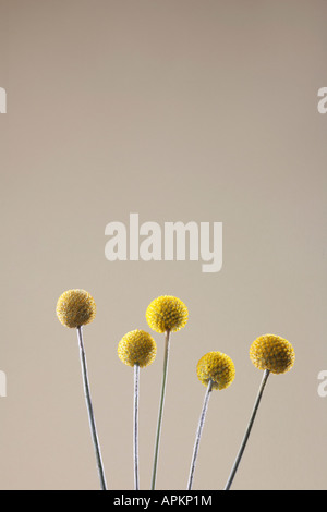 Yellow ball-shaped flowers Stock Photo - Alamy