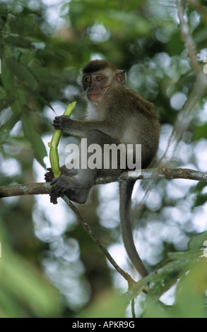 Vertical closeup of the crab-eating macaque in Bali, Indonesia. Macaca ...