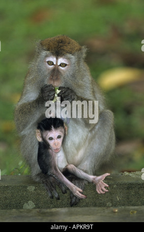 Young crab-eating macaque (Macaca fascicularis) sitting on a rock and ...