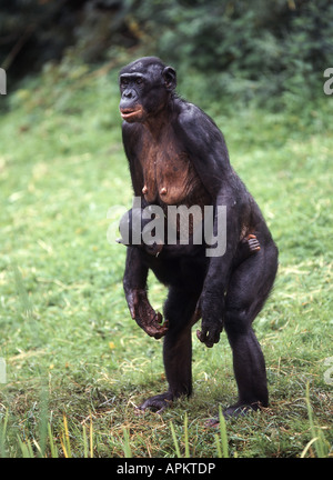The Bonobo ( Pan paniscus) mother standing on her legs and hand up ...