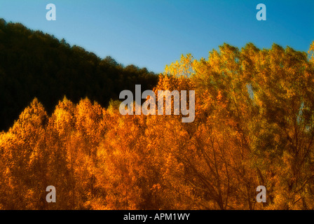 Populus trees forest near Alcalá de la Selva. Gudar - Javalambre ...
