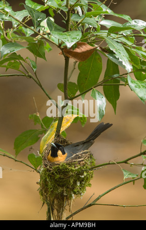 Spectacled monarch (Monarcha trivirgatus) adult, sitting on nest ...