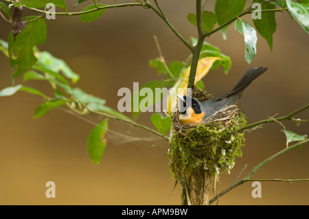 Spectacled monarch (Monarcha trivirgatus) adult, sitting on nest ...
