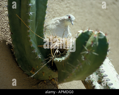 Inca Dove nesting on cacti Columbina inca Stock Photo - Alamy