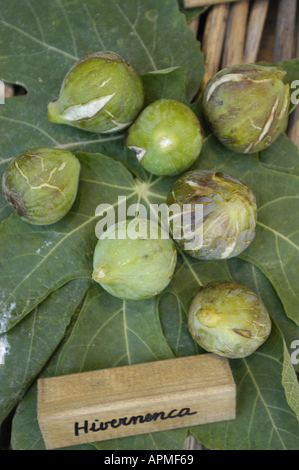 Fig variety Figs Mallorca Majorca Spain Balearic Islands Mediterranean ...