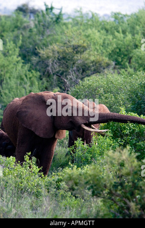 African elephants Tsavo West National Park Kenya Stock Photo - Alamy