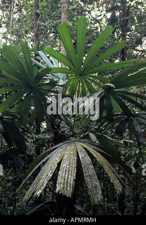 A leaf in the Amazon rainforest Stock Photo - Alamy