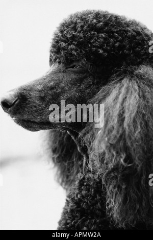 side view of a black poodle looking up at something Stock Photo - Alamy
