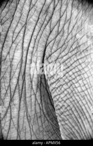 Close up of an elephant's skin, wrinkles, texture, and patterns Stock ...