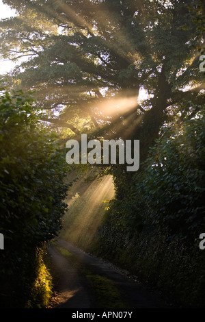 Landscape view of shafts of light through English oak Quercus robur ...
