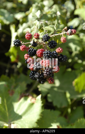 Blackberry Mora Mallorca Majorca Spain Balearic Islands Mediterranean ...