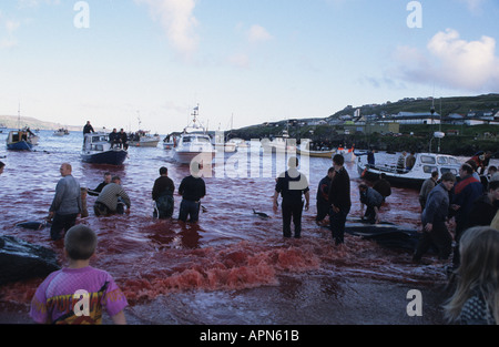 A Grindadrap or traditional killing of Pilot whales in Torshavn capital ...