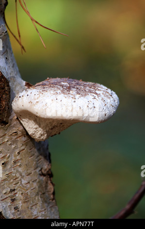Bracket fungi on birch tree Stock Photo - Alamy