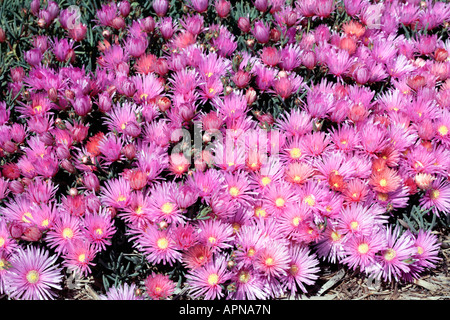 Pink vygie or ice plant, Lampranthus blandus (Mesembryanthemum blandum ...