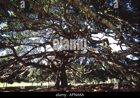 Giant Javan fig tree. Peradeniya Botanical gardens, Kandy, Sri Lanka ...