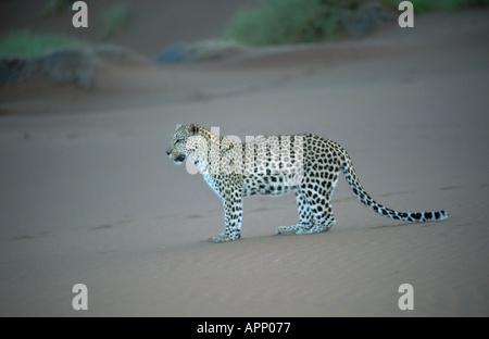Leopard on sand dune Namibia Panthera pardus Stock Photo - Alamy