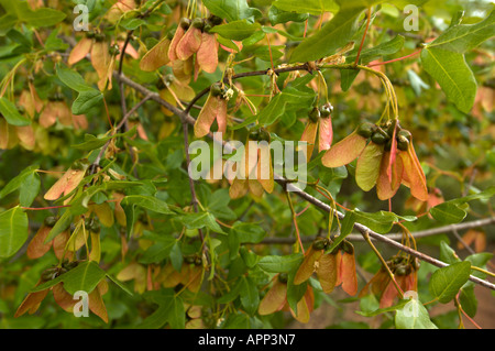 Fruits of Acer Monspessulanum (Montpellier's Maple), Spain Stock Photo ...