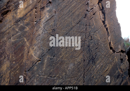 Paleolithic rock engravings discovered next to the Coa river North East ...