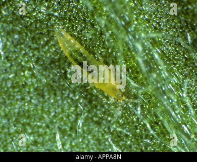 Western flower thrip (Frankliniella occidentalis) adult on a leaf Stock ...