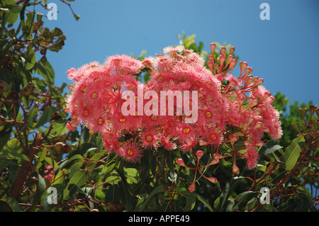 Eucalyptus ptychocarpa Swamp Bloodwood dsc 9252 Stock Photo - Alamy