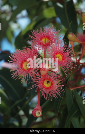 Eucalyptus ptychocarpa Swamp Bloodwood dsc 9252 Stock Photo - Alamy