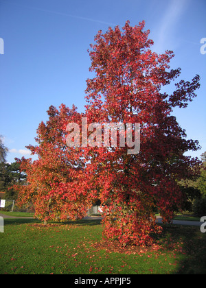 Leaves falling from a maple tree in the autumn Stock Photo - Alamy