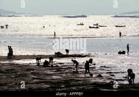 Workers digging for berberichos cockles in the Ria de Arousa at A Pobra ...