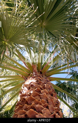 palm tree frawn frawns frond fronds bark sky blue look bract flag ...